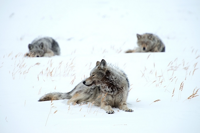 White Wolf : 29 Majestic Photos of Russian Wolves by Ivan Kislov Are ...