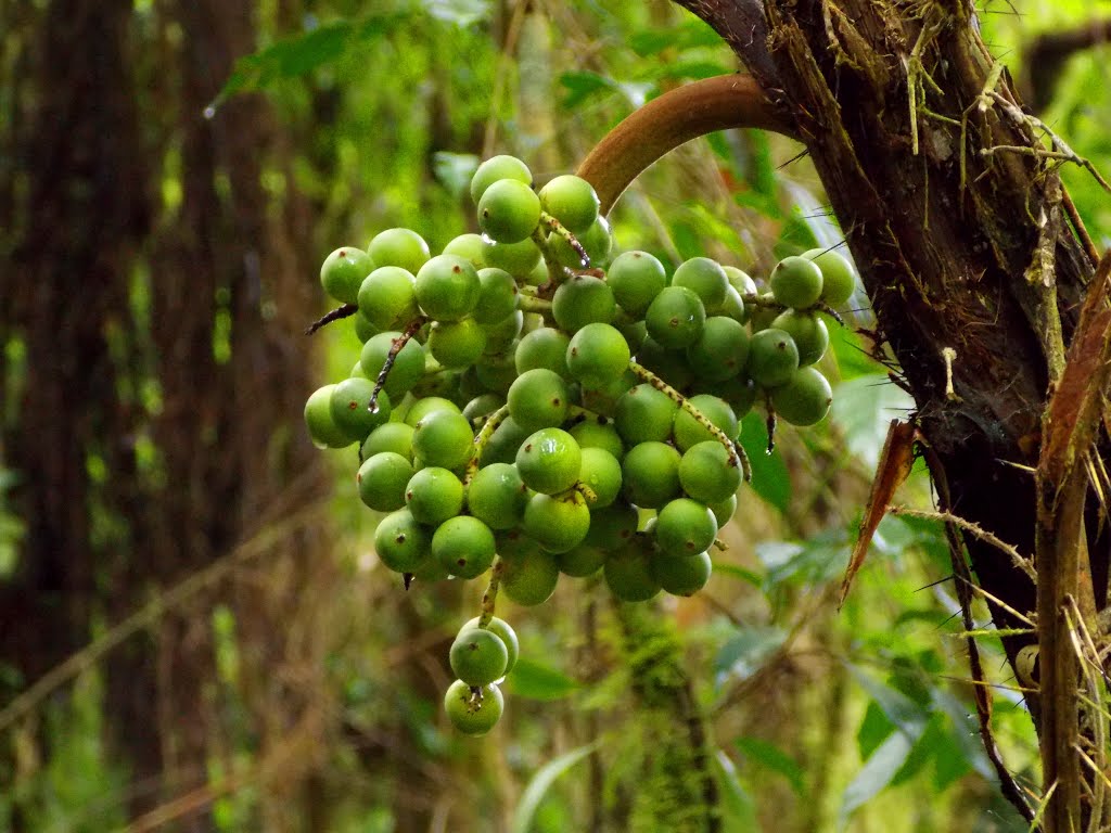 Cultura de Matinhos: VOCÊ JÁ COMEU "TUCUM"?