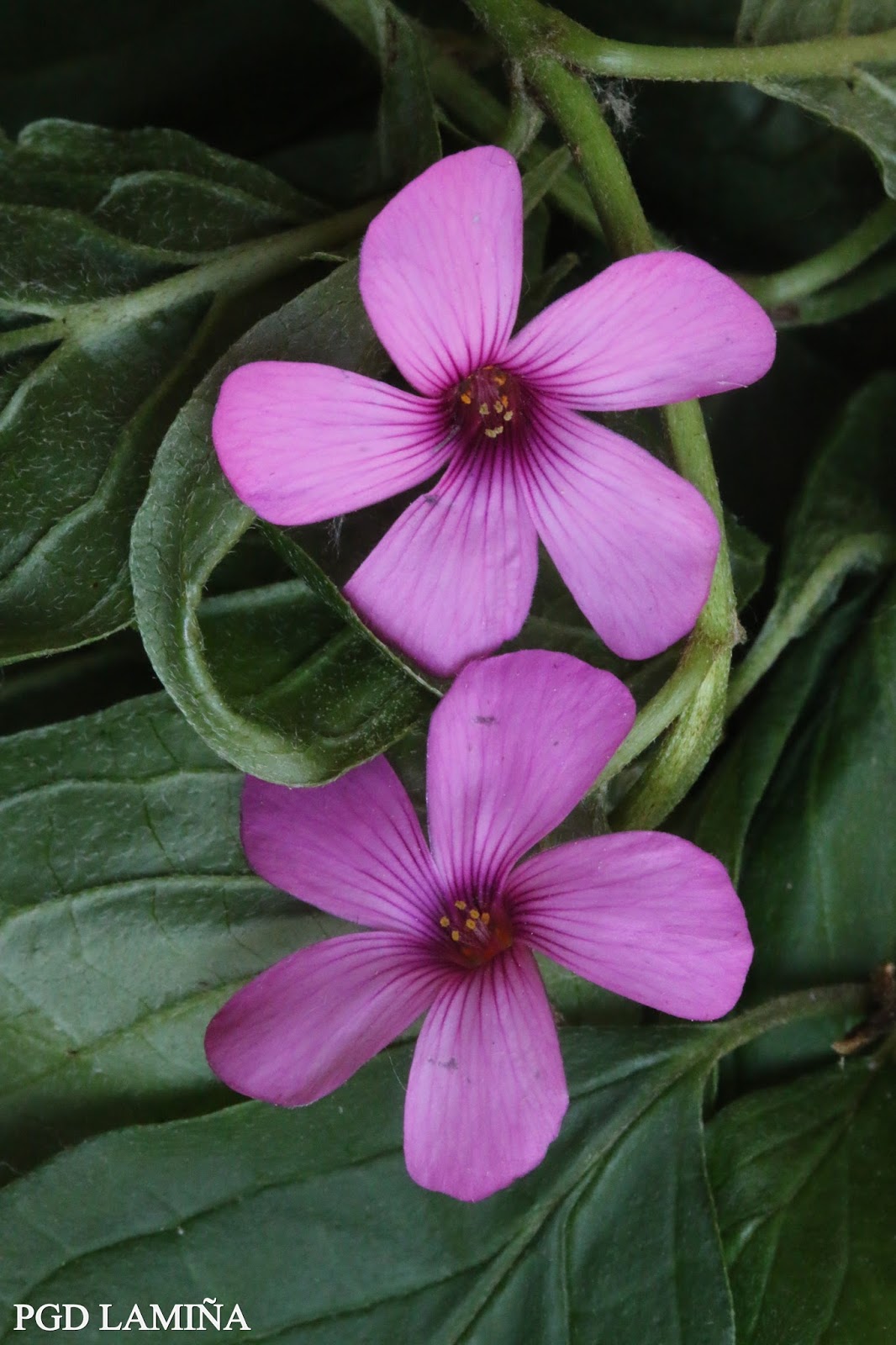OXALIS ARTICULATA. acederilla rosa.