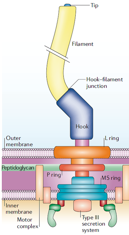 Ciencias de Joseleg: Las partes de un flagelo