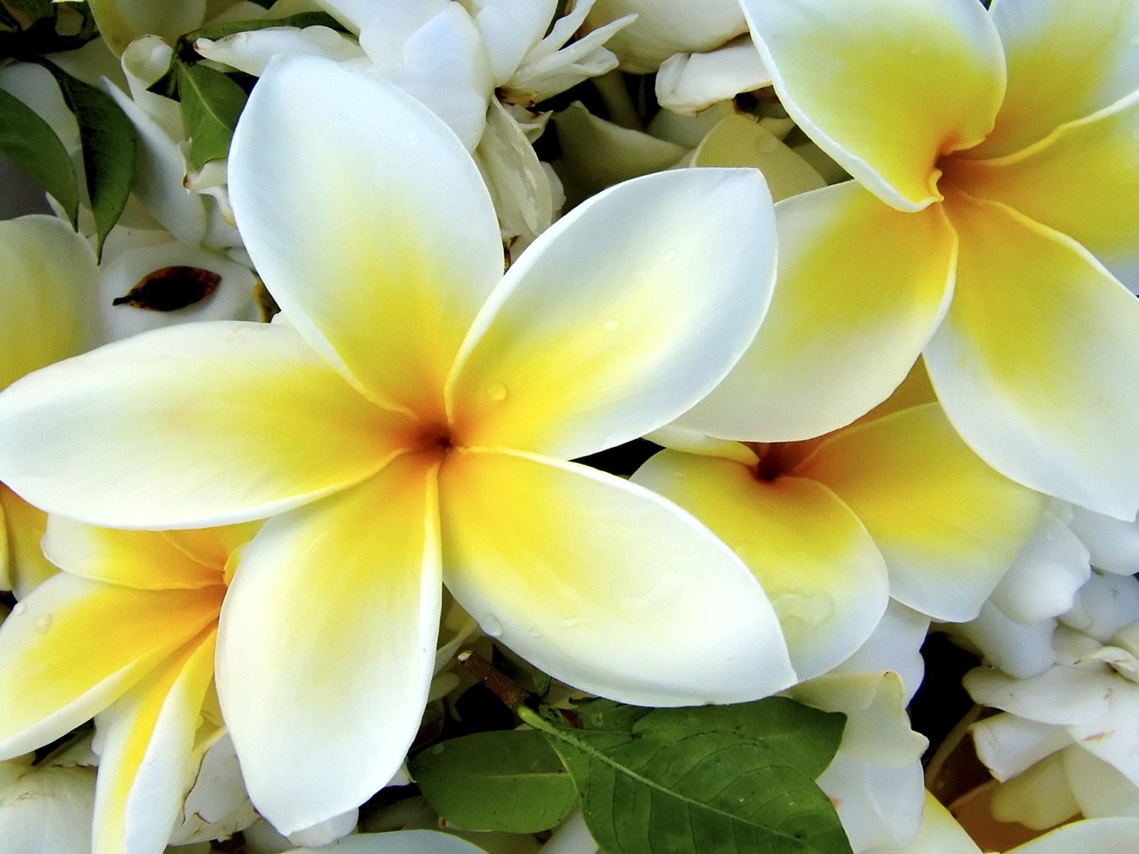 Romantic Flowers: Plumeria Flower