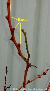 Blueberries : Formation of Buds, Flowers and Fruits