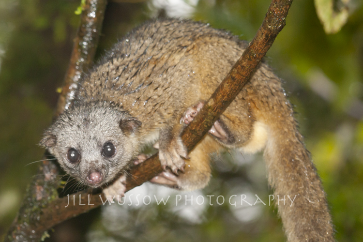 World Animal Day! | Focusing on Wildlife