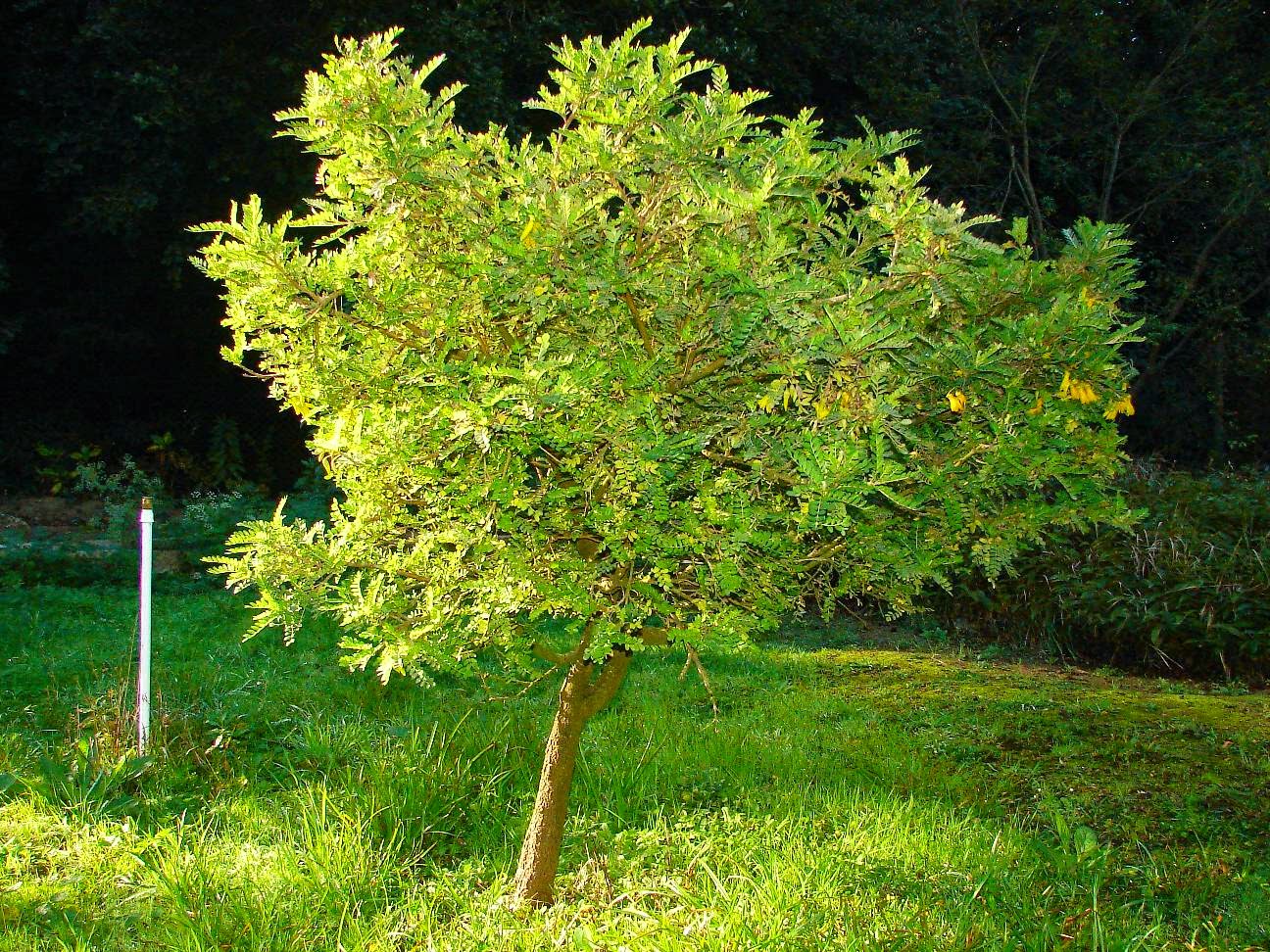 TAIKO - BOLETÍN DEL VIVERO MATAVERI OTAI: Introducción al toromiro