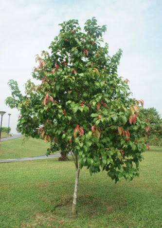 Bisnis Hobi Tanaman dan Pertanian : Mengenal Pohon Rukem Yang Mulai Langka