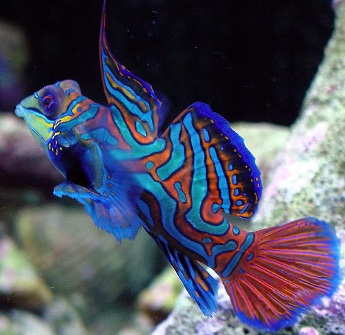 MENGENAL IKAN HIAS MANDARINFISH (Sycchiropus splendidus) | Aneka Ikan ...