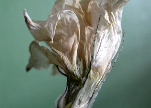 Domesticated: Dead Flowers, Decay and Beauty