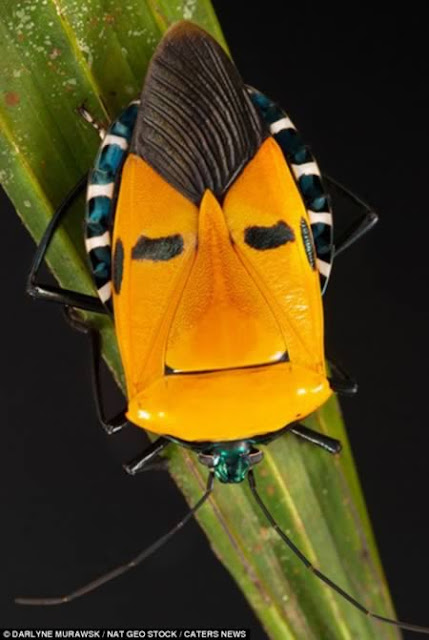 Extremely great weird looking insects - twenty ranking
