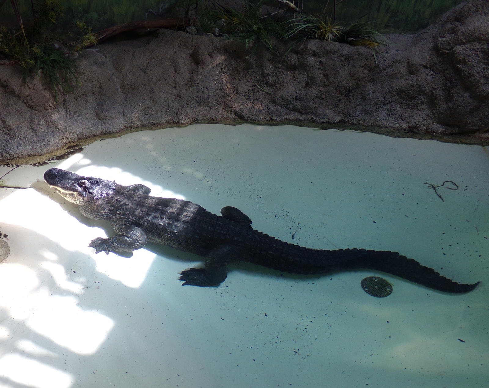 randuwa: Philadelphia Zoo, Redux #8