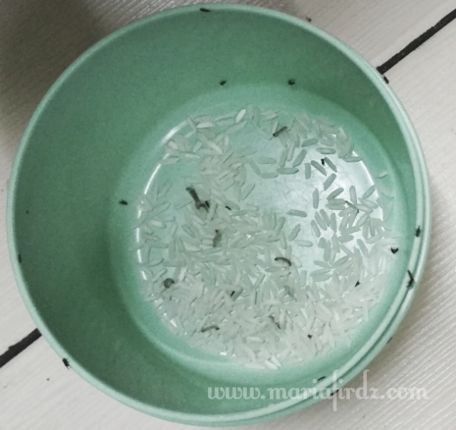 Maria Firdz | Lifestyle Blogger