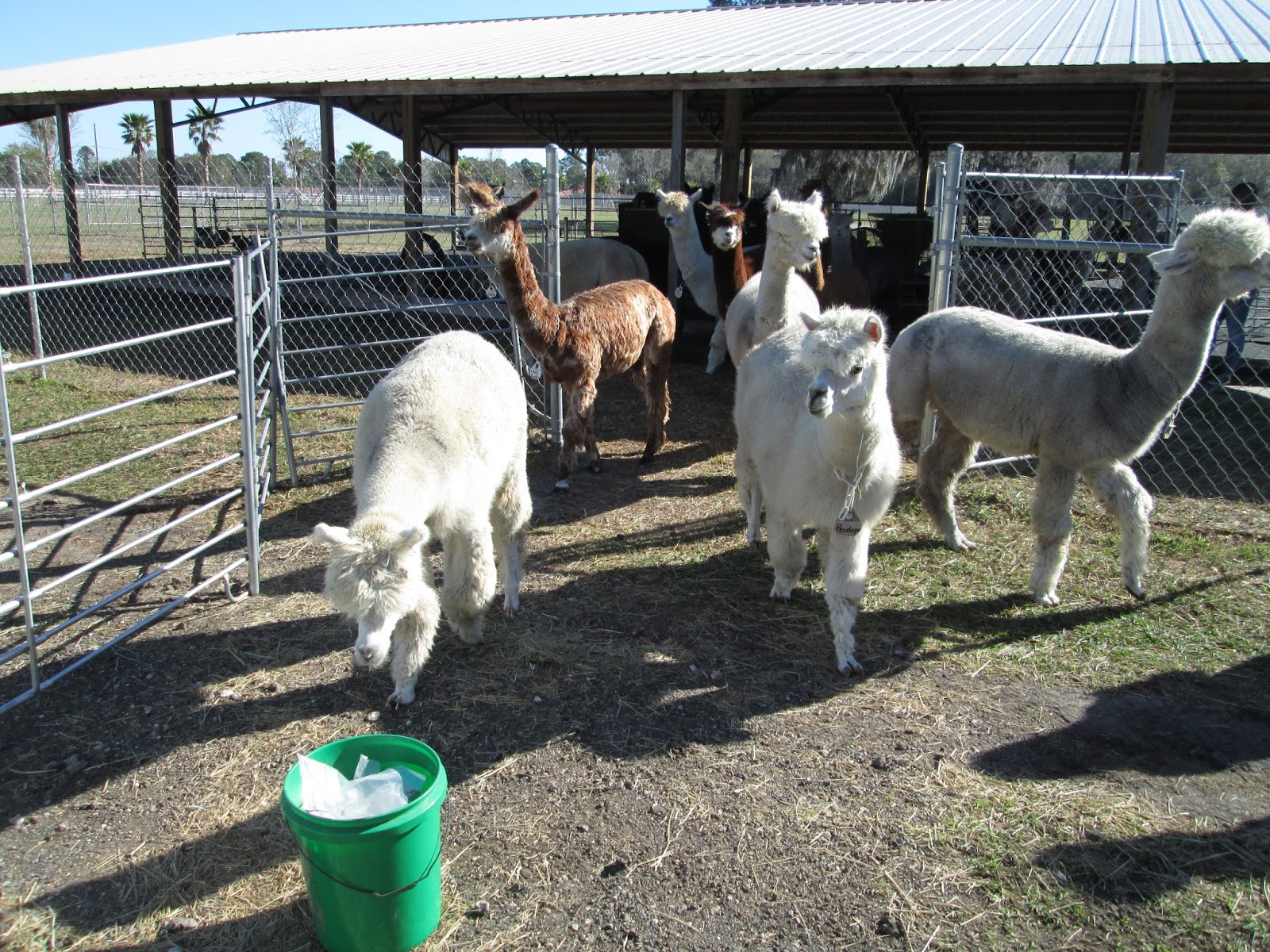 Agricultural Sciences: Animal Science: Golden Spirit Alpaca Ranch