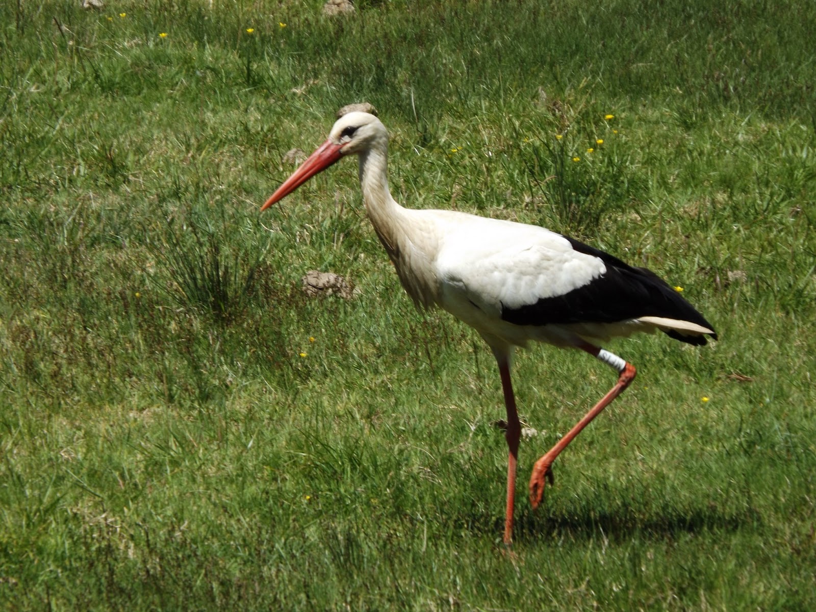BeyondThePale: Storks!