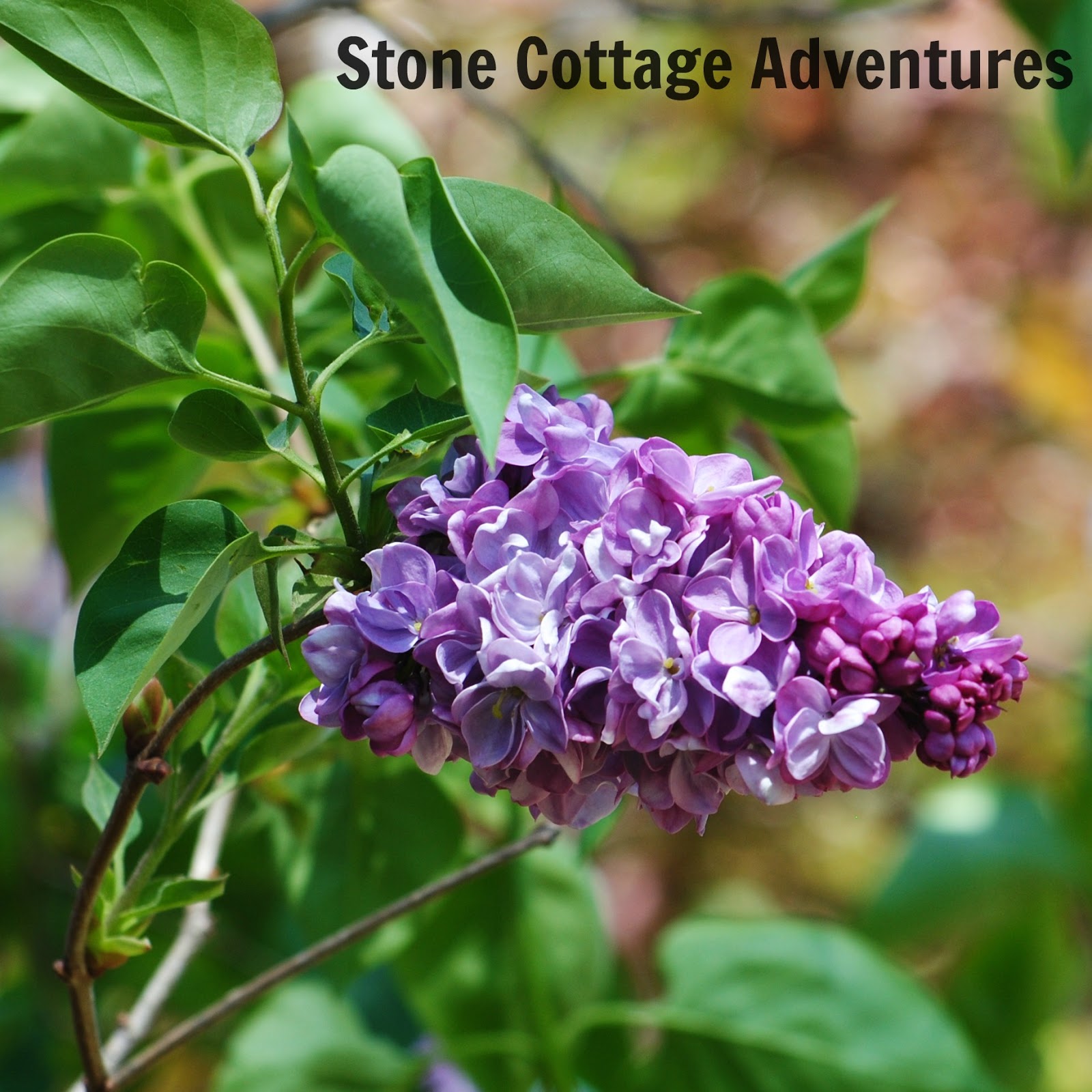 Stone Cottage Adventures: A Lilac Bouquet for May Day