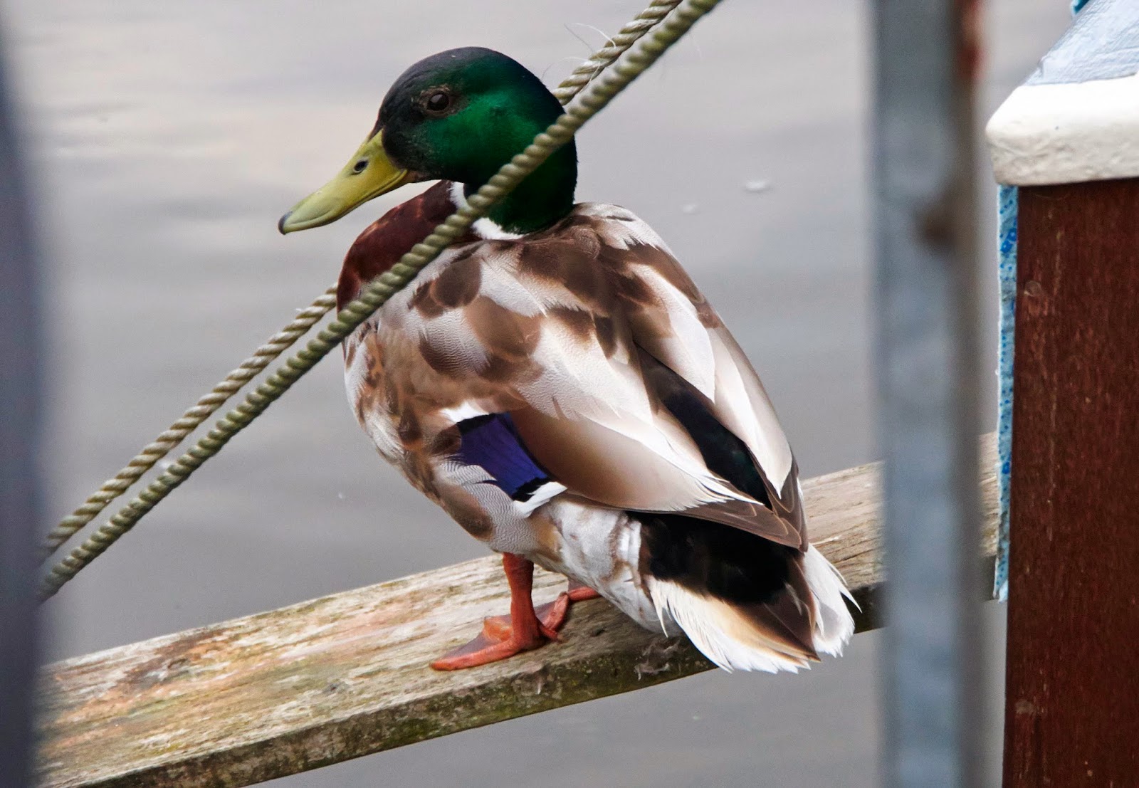 Thames Nature Notes: Another 'homeless' duck!