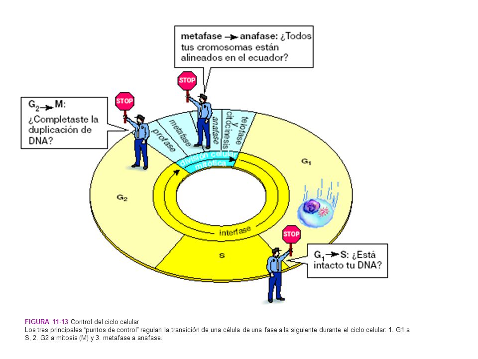 Mitosis y meiosis: El control del ciclo celular y la apoptosis
