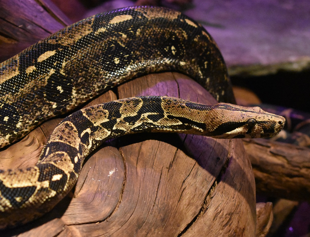 ZOOTOGRAFIANDO (6.100 ANIMALS): BOA CONSTRICTOR / BOA CONSTRICTOR (Boa ...