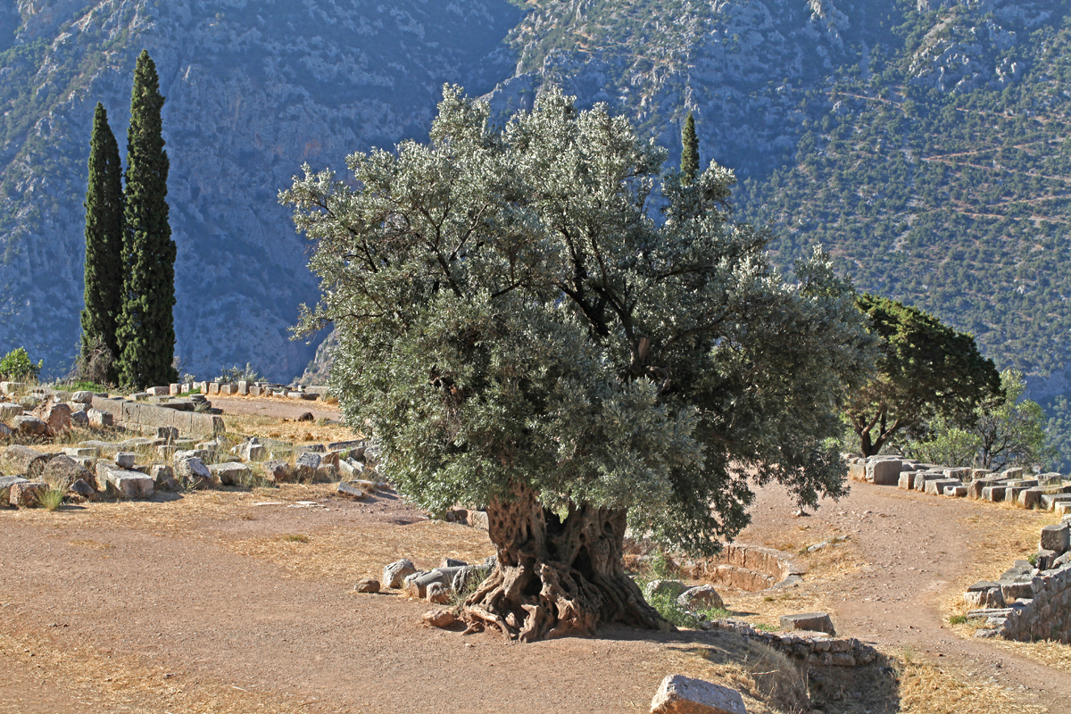 Antiguos OLIVOS del Mediterráneo : GREECE. ELLADA. FOKIDA reg. DELPHI ...