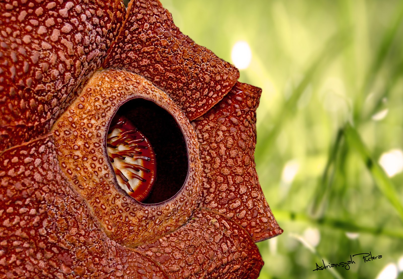 Virtual Adrian: The World's Largest Flower - Rafflesia Arnoldii
