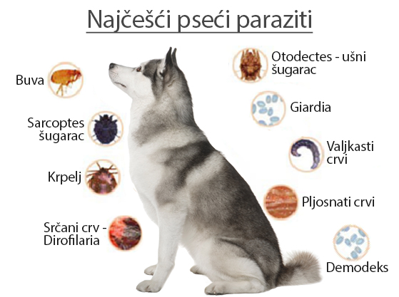 Crevni paraziti ~ Panvet - moj veterinar