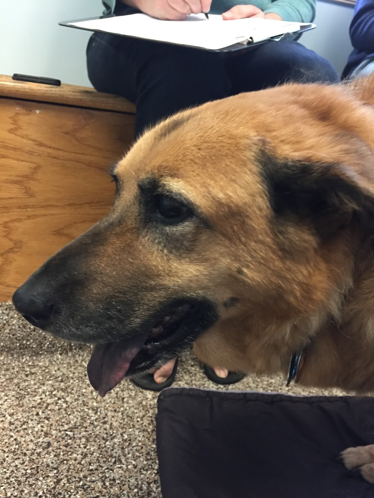 Must Love Pekes: BLOAT IN DOGS--PI COMES THROUGH