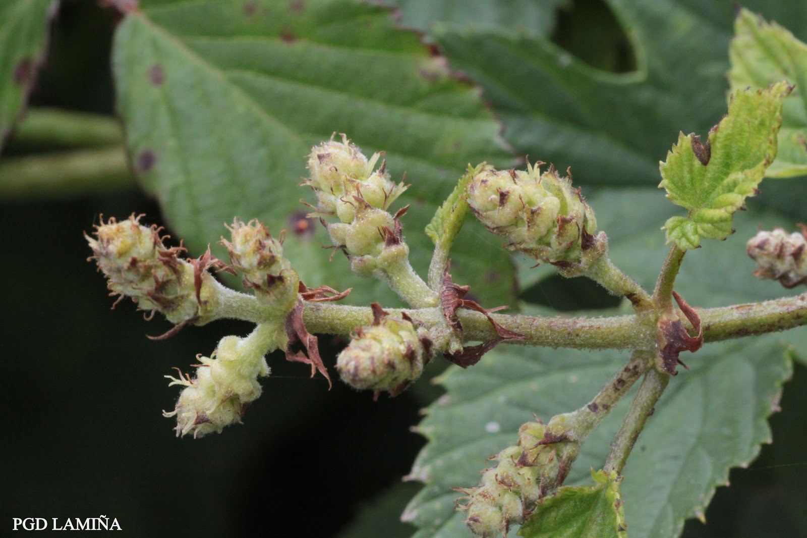 HUMULUS LUPULUS. lúpulo.