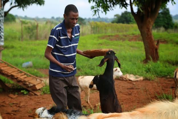 MATUKIO @ MICHUZI BLOG: WILAYA YA HANDENI NA MAENDELEO YA KILIMO NA UFUGAJI