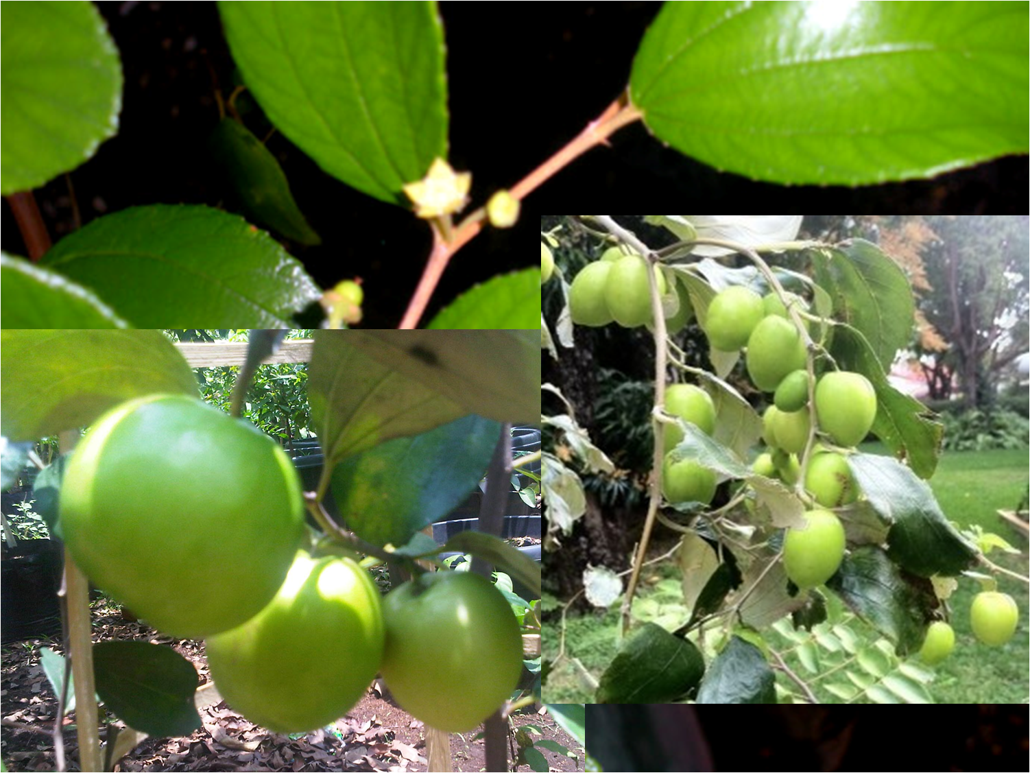 apel india (putsa) ~ go green