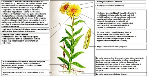 Borelioza - Barbara Plucinska - choroba z LYME: Wyciąg z omanu ...
