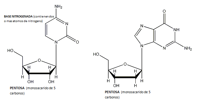 BIOLOGÍA - FABY CASTILLO