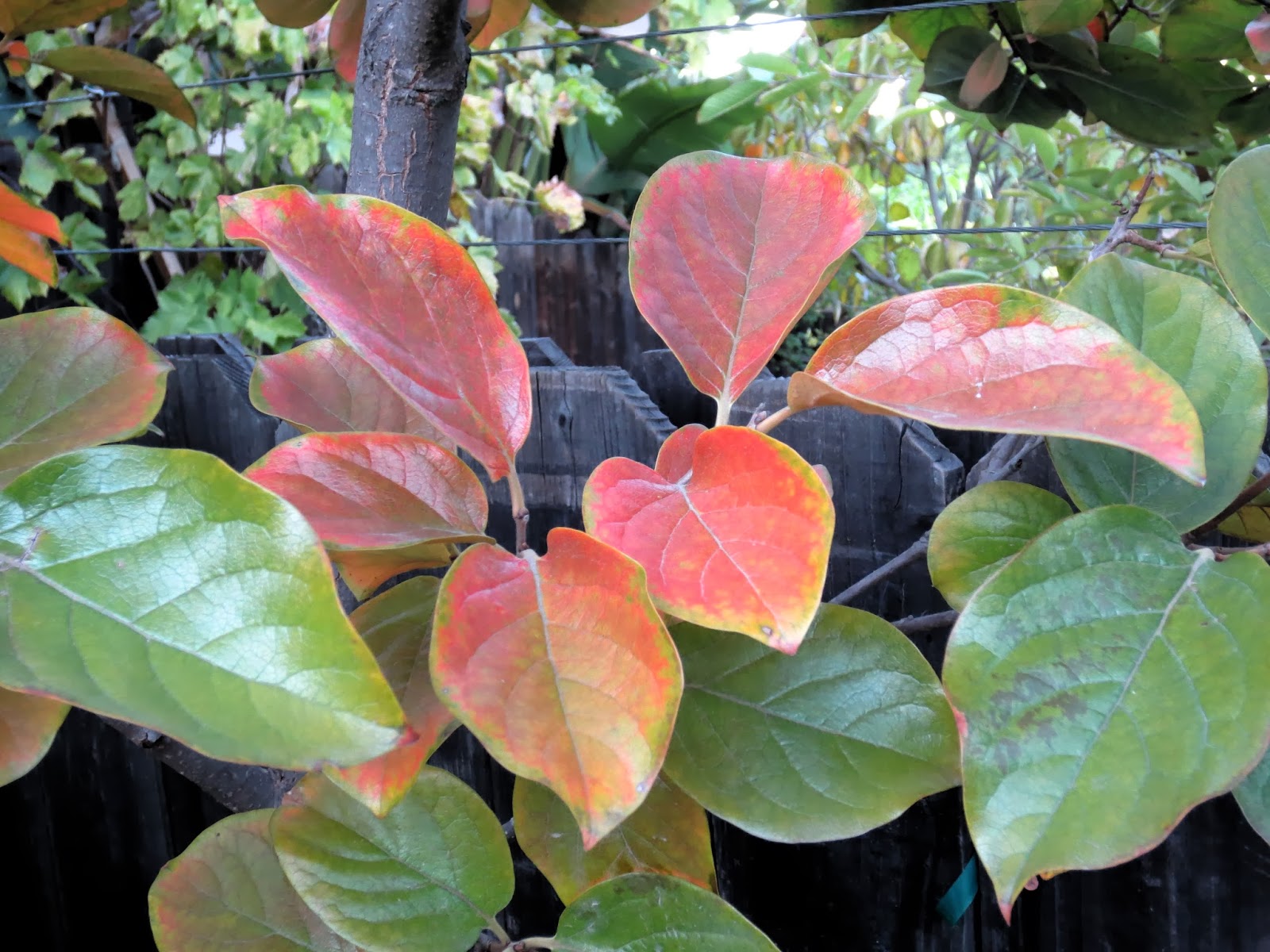 Late to the Garden Party: Fall Foliage Envy