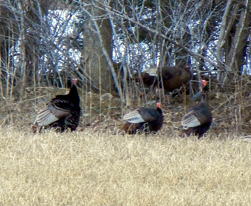 Ronna's Blog: Wild Turkeys in the Straw