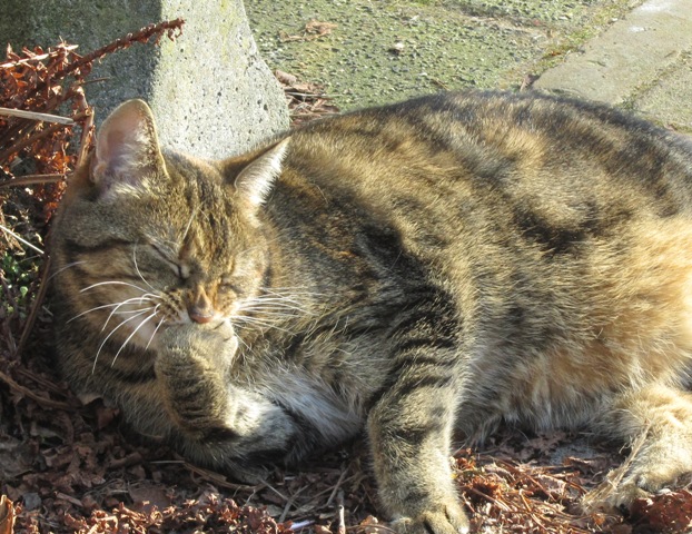 snogmog: Straatmadelief