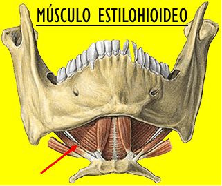 magaestudio: ANATOMÍA HUMANA