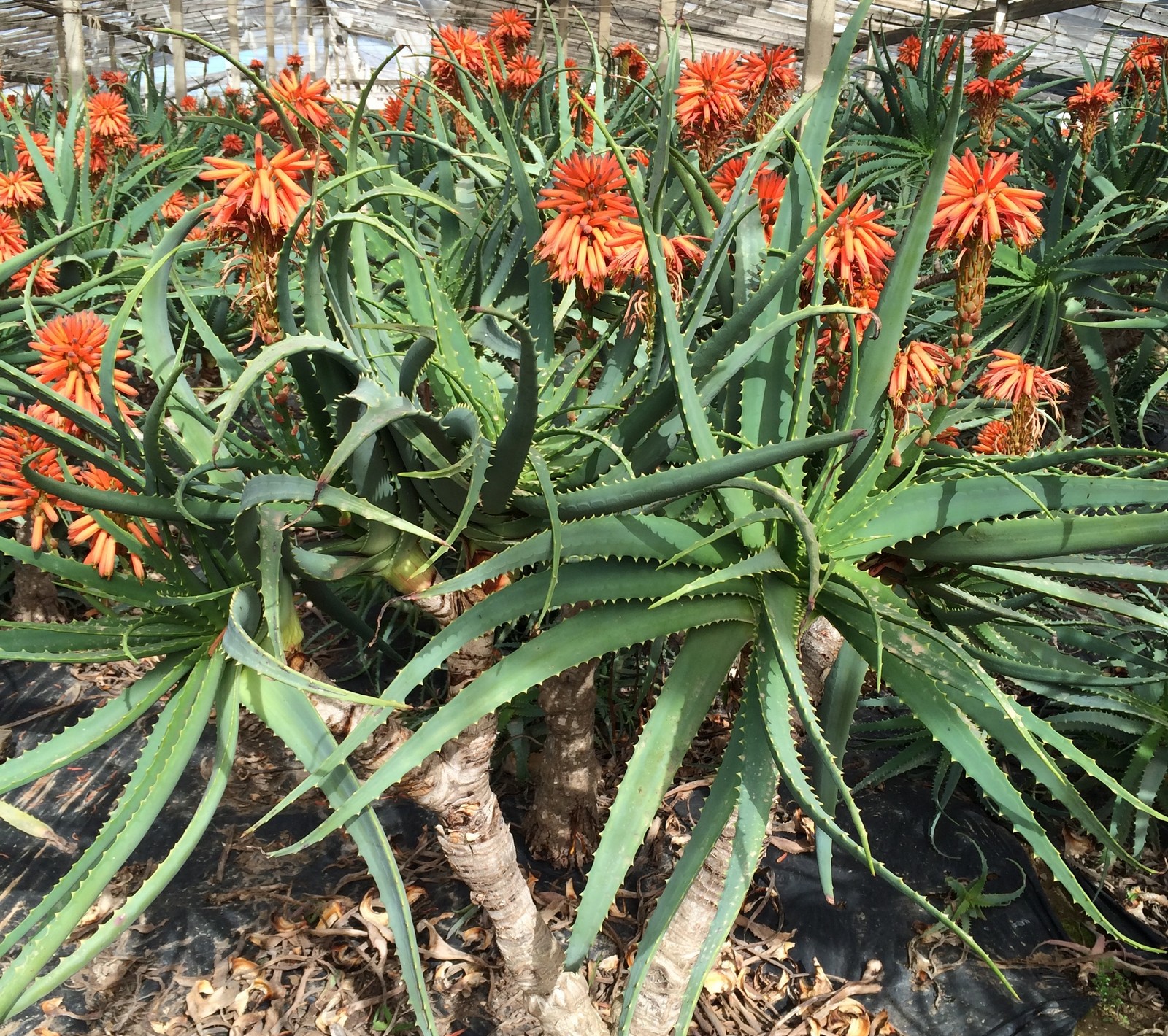 Aloe arborescens «aloe» - Id Plantae