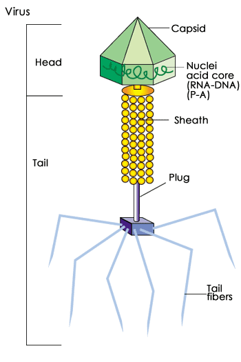 Article of English: Virus Reproduction