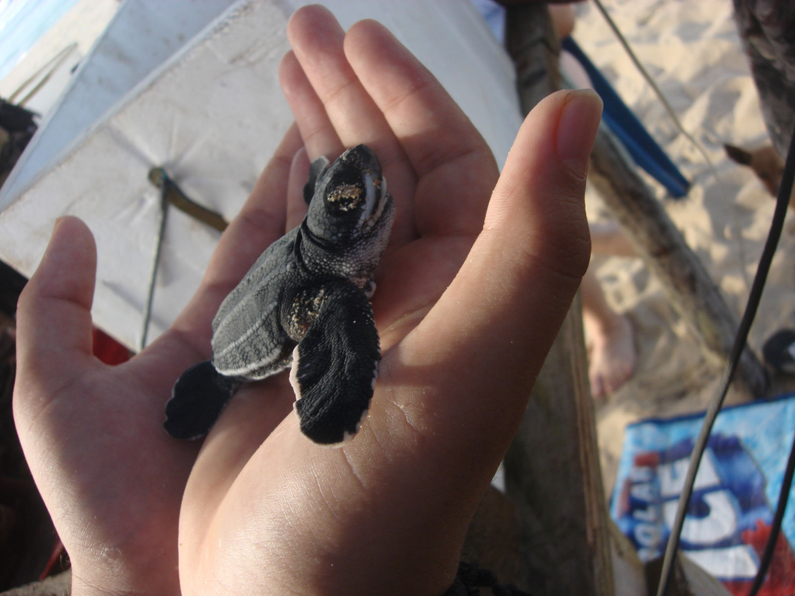 fundacionideagenial: CRUZADA MARGARITEÑA POR LA TORTUGA CARDÓN