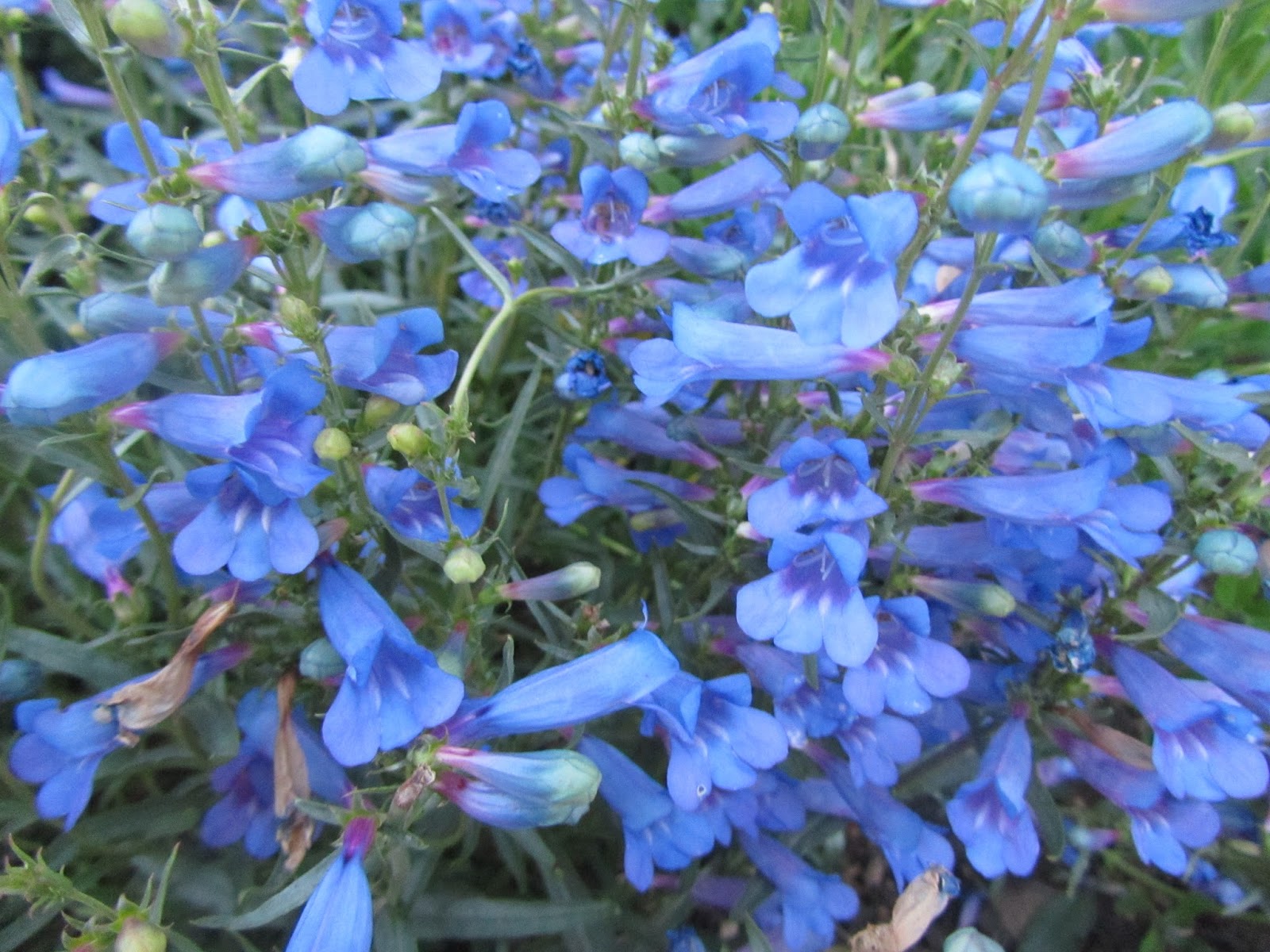 Four Hills of Squash: Electric Blue Penstemon