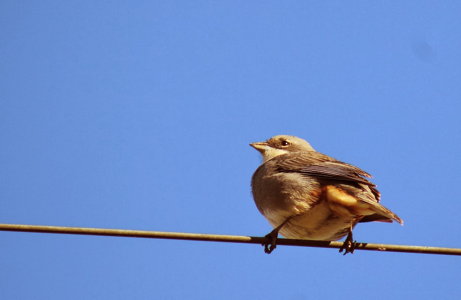 Aves de la VIII Region del Bio Bio: DIUCA (diuca diuca)