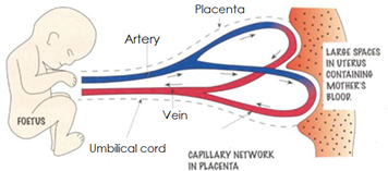 #116 The development of the fetus | Biology Notes for IGCSE 2014 & 2024