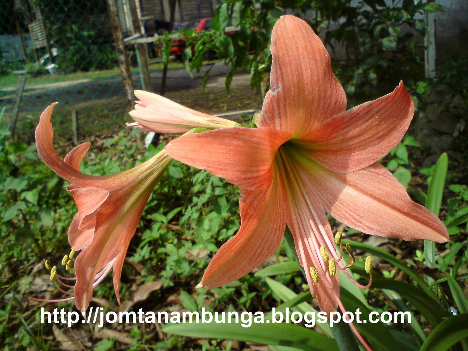 Jom Tanam Bunga: Album Bunga