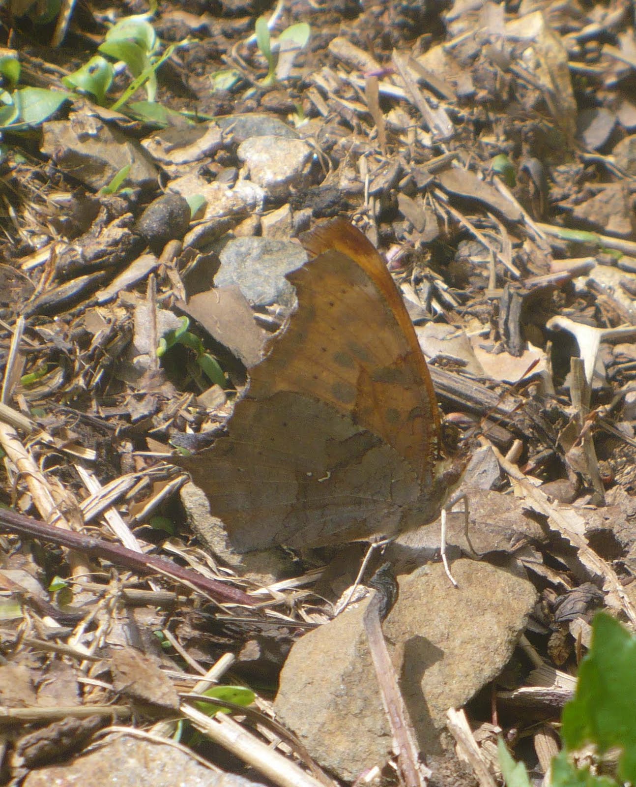 The Enchanted Tree: Early Spring Butterflies.