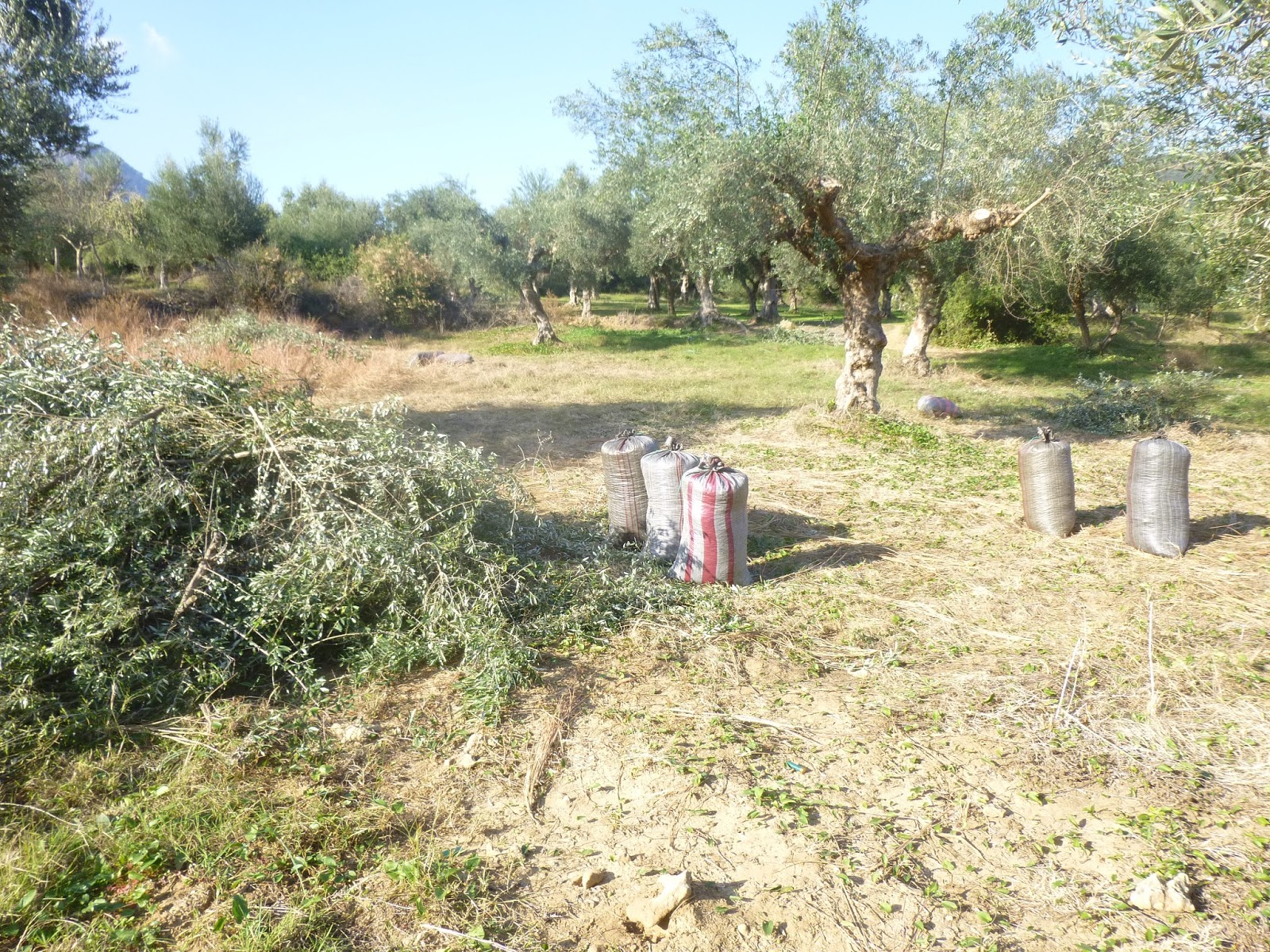 ΠΕΡΙΒΑΛΛΟΝ ΥΓΕΙΑ ΟΙΚΟΛΟΓΙΑ: ΣΥΓΚΟΜΙΔΗ ΕΛΑΙΟΚΑΡΠΟΥ-ΛΙΟΤΡΙΒΙ-ΑΠΟΘΗΚΕΥΣΗ ...