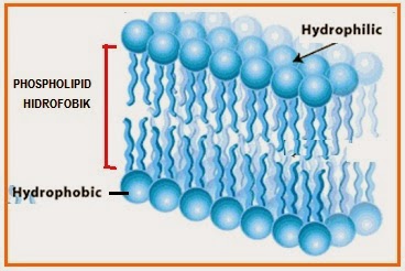 HIDROFILIK - HIDROFOBIK MEMBRAN SEL - Biology Page