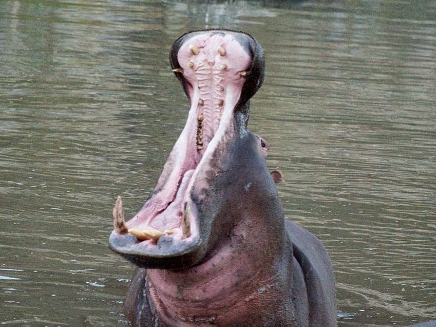 Science in the clouds: Hippos are (almost) definitely whales, not pigs