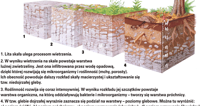 Geografia dla moich uczniów: Gleby