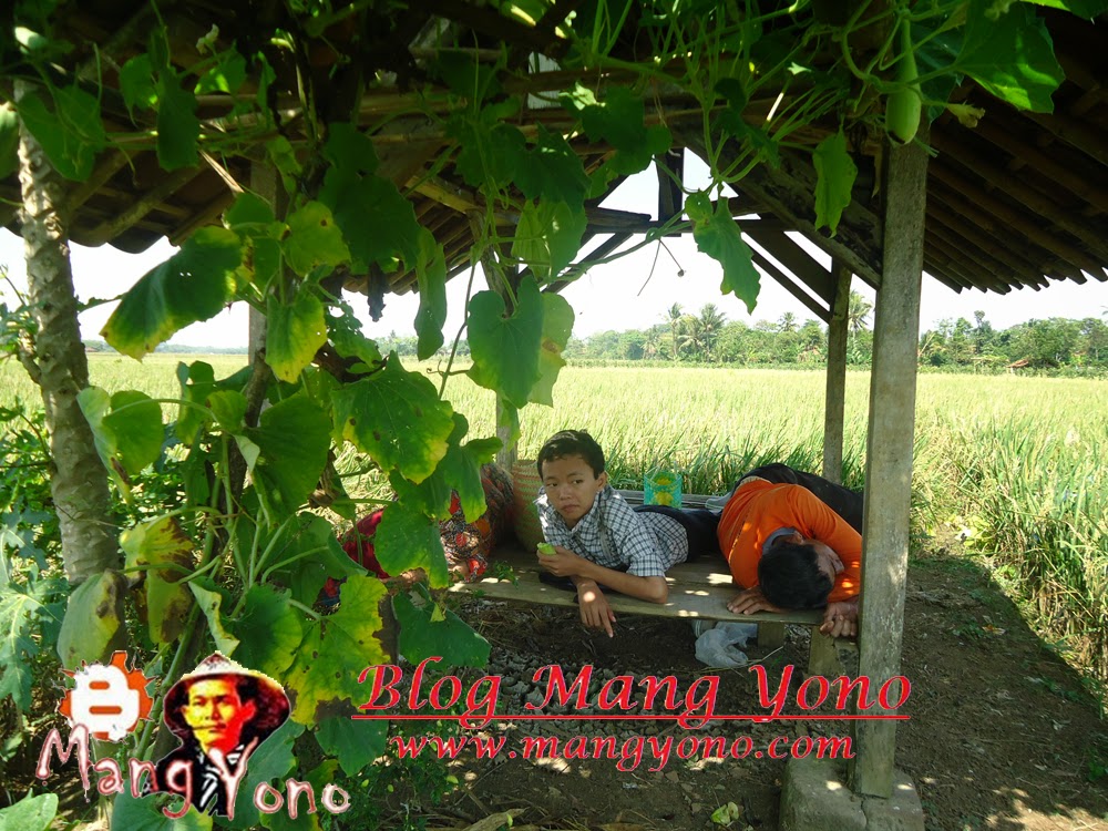Menanam labu air ( kukuk ) untuk sayuran dan peneduh