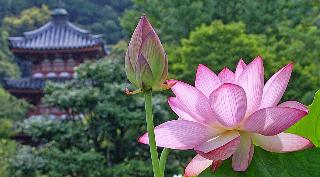 Reflexionando Sobre Conceptos : FLORECIENDO