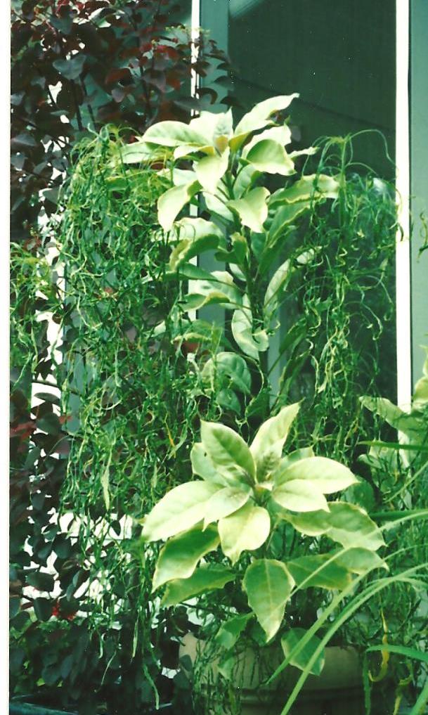 Gardening From the Ground Up: PLANTS I'VE LOVED AND LOST