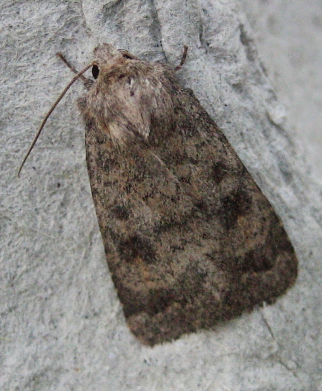 Martin's Moths: White rabbits! And some white moths. And many other ...