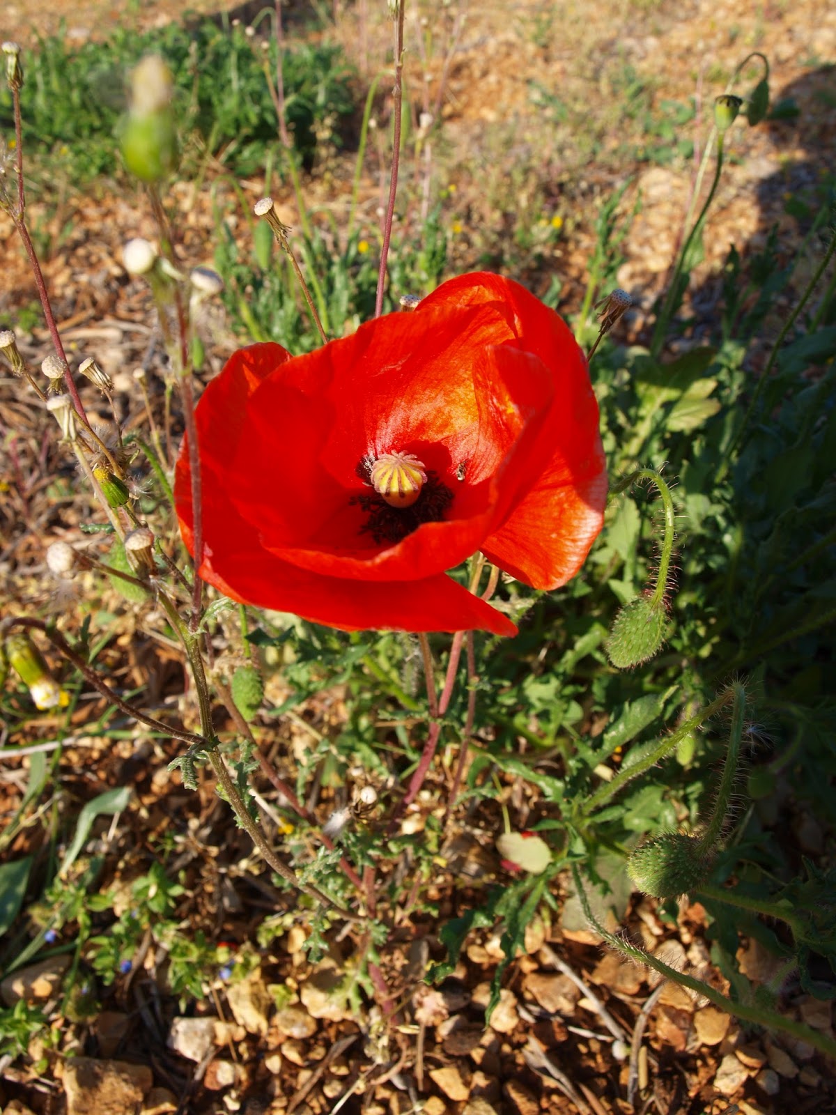 Murgiamore: IL PAPAVERO ROSSO - RILASSARSI E CURARSI NATURALMENTE